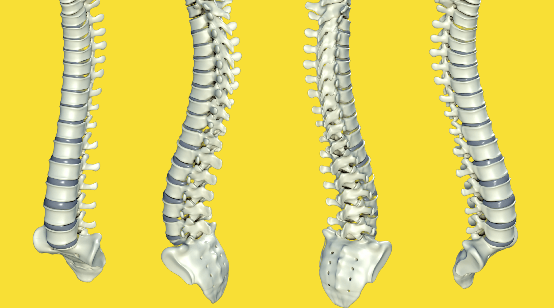 Standard Process® Bone Health Pack – Natural Health Gateway