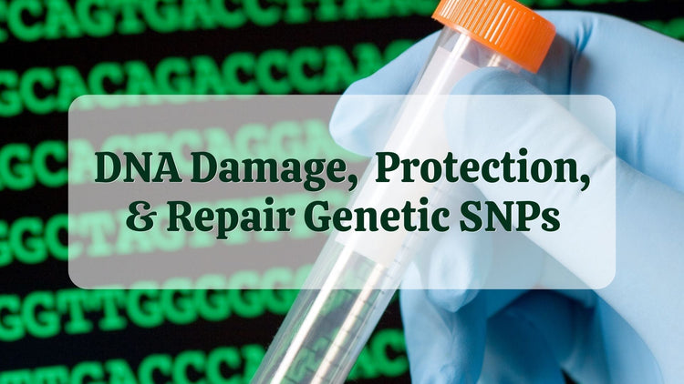 DNA Damage, Protection, and Repair Genetic SNPs – Natural Health Gateway
